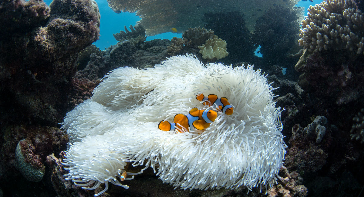 What you can do to help the Reef right now - Great Barrier Reef Foundation