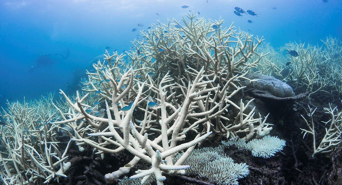 Coral Bleaching 2025: What It Means for the Reef - Great Barrier Reef ...