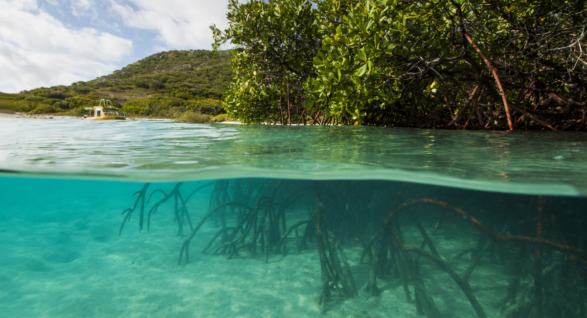 What is blue carbon? - Great Barrier Reef Foundation