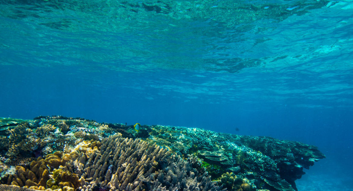 Resilient Reefs - Great Barrier Reef Foundation - Great Barrier Reef ...
