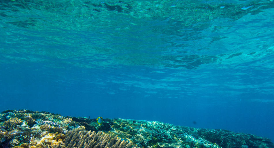 Resilient Reefs - Great Barrier Reef Foundation - Great Barrier Reef ...