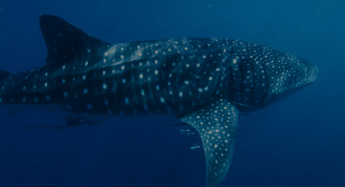 Five fascinating facts about whale sharks - Great Barrier Reef Foundation