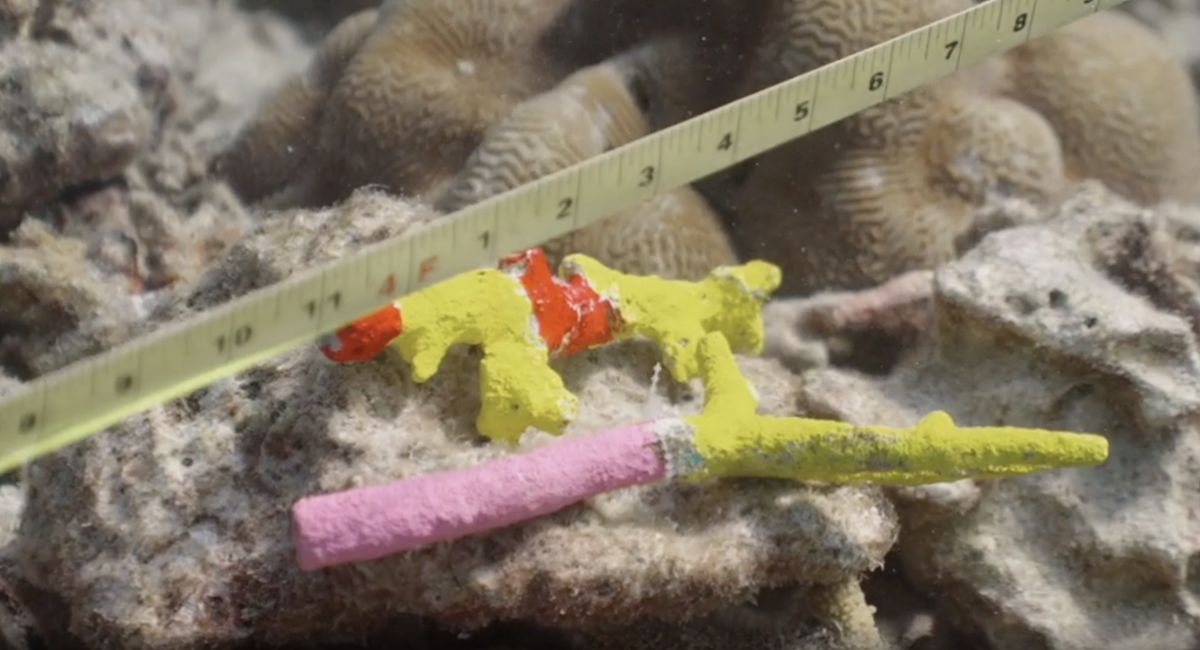 What is rubble stabilisation? - Great Barrier Reef Foundation