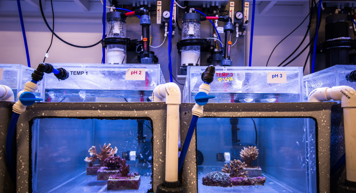 Could microscopic algae help coral reefs adapt to a warming ocean ...