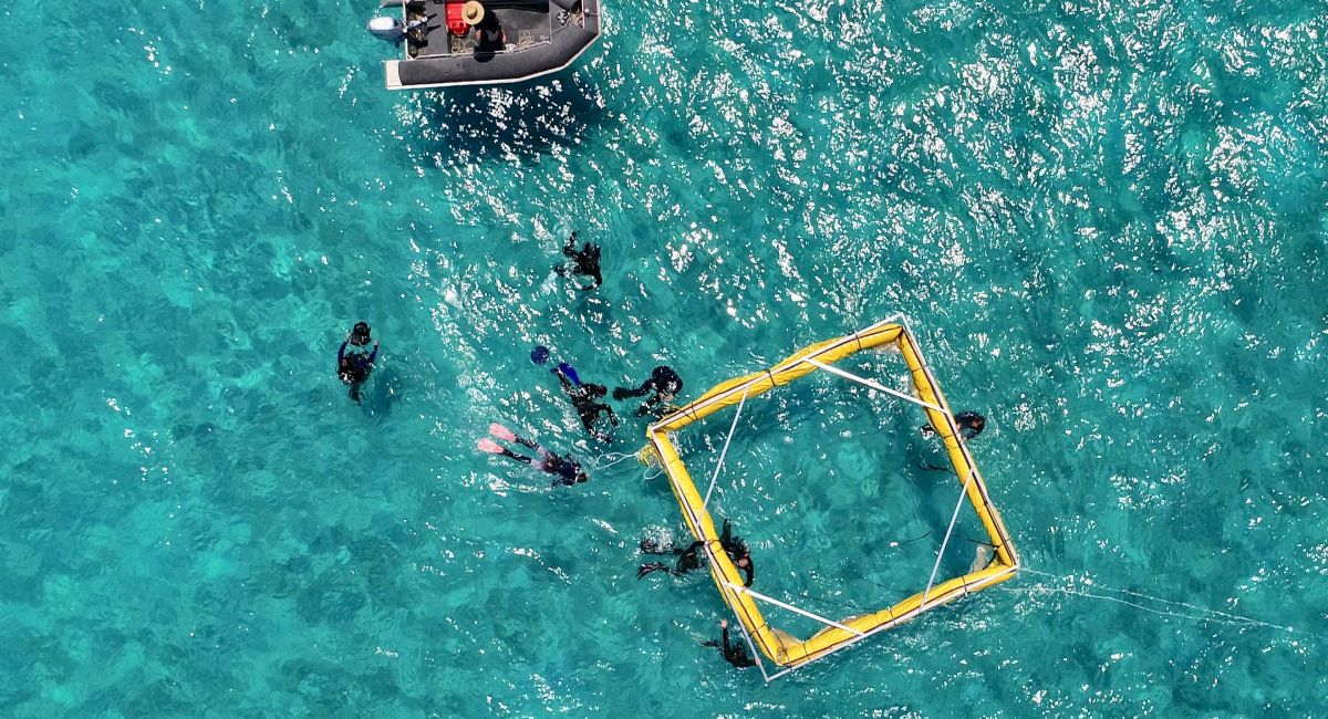 Biggest coral reseeding project deployed as Great Barrier Reef spawns ...