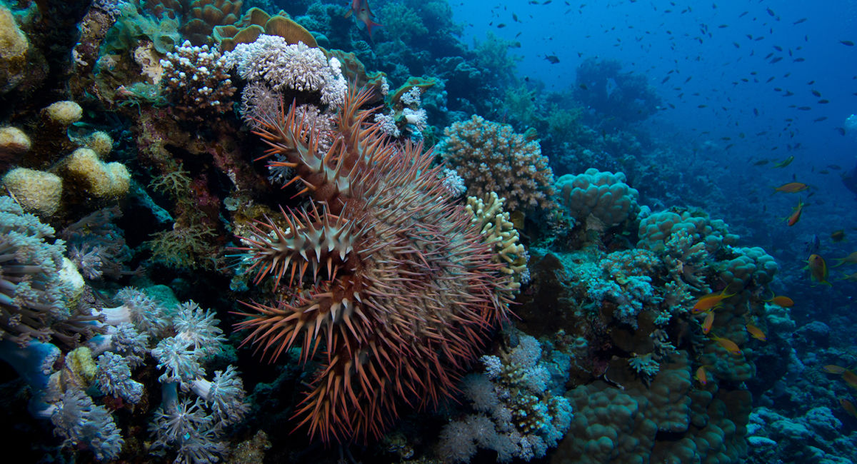 Less COTS, more coral: the COTS Control Program is making waves for a stronger, more resilient ...