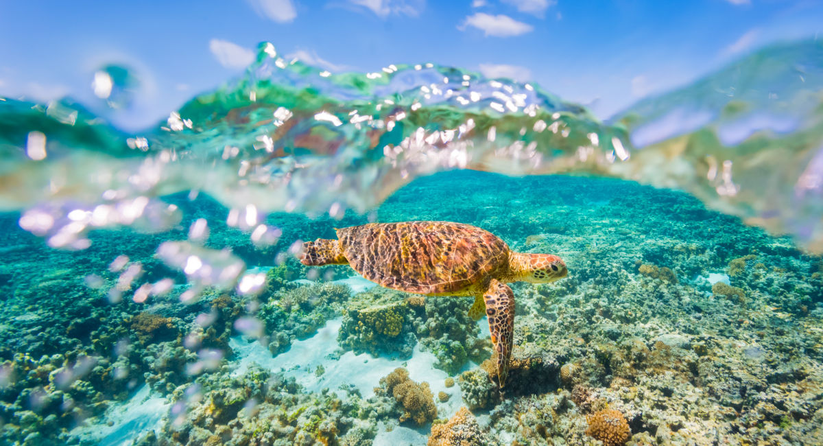 What is a Reef wildlife sanctuary? - Great Barrier Reef Foundation