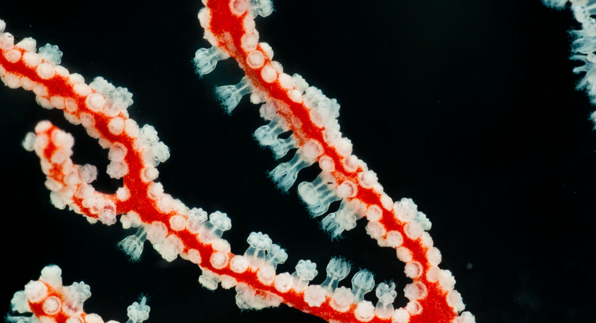 Scientists decode DNA of coral and all its microscopic supporters ...