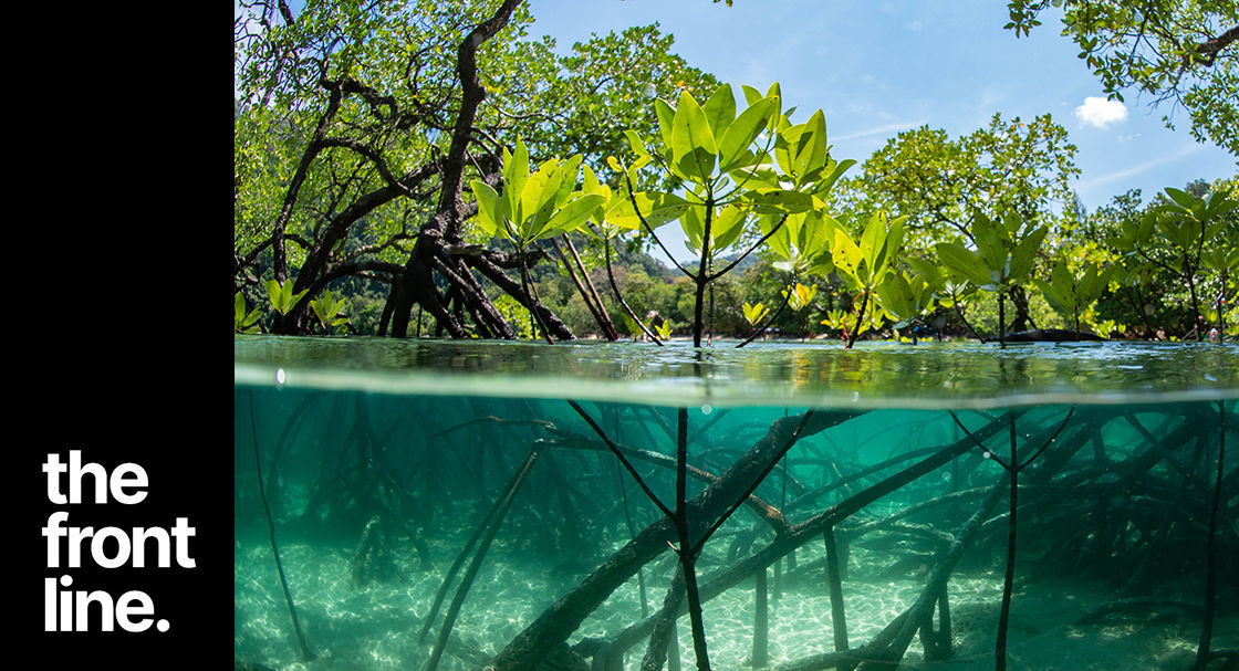 On the front line with the mighty mangroves - Great Barrier Reef Foundation