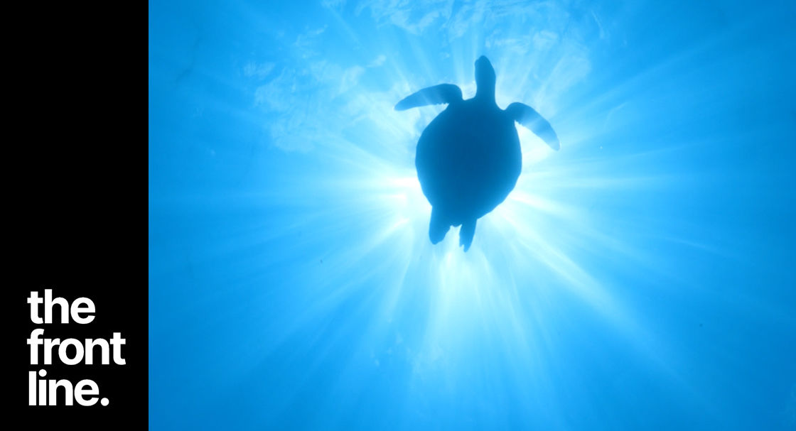 On the Front Line with Wreck Rock Turtle Volunteers - Great Barrier ...