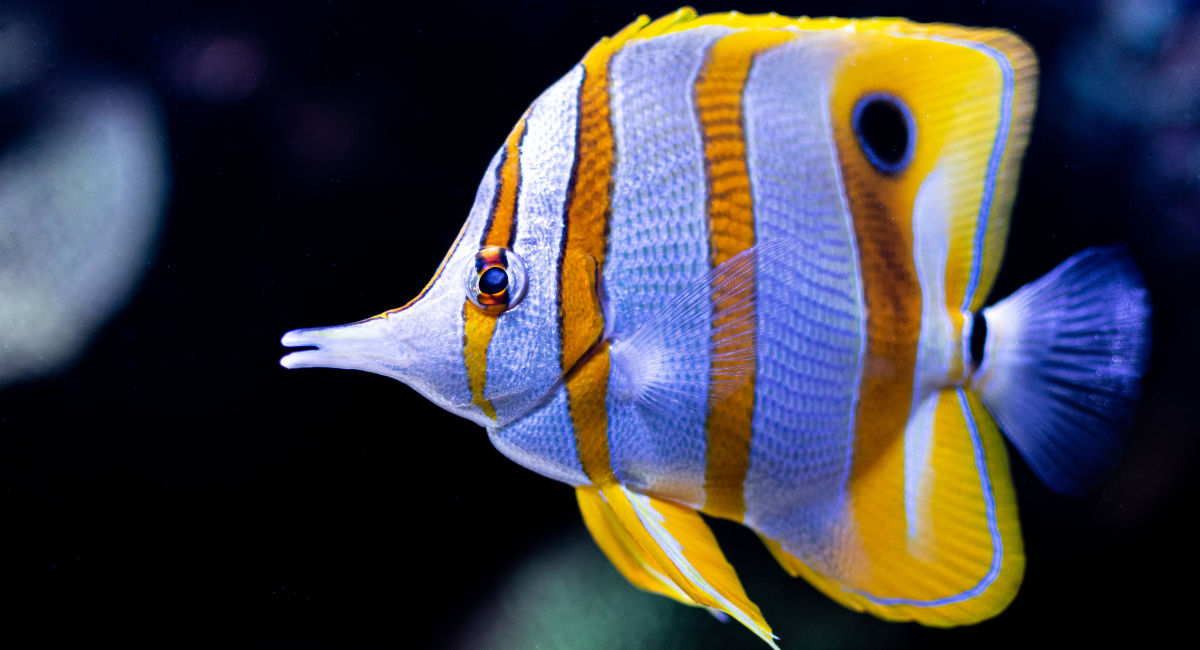 Put your feet up and enjoy 6 of our favourite Reef documentaries ...