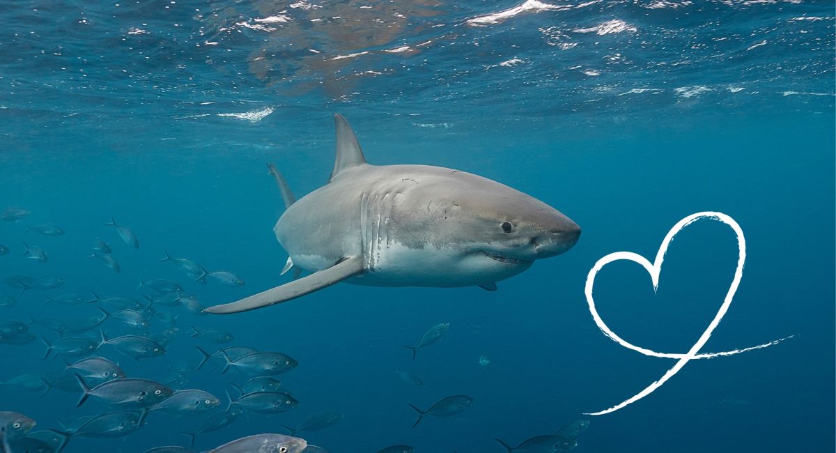 The great 8 sharks we love - Great Barrier Reef Foundation