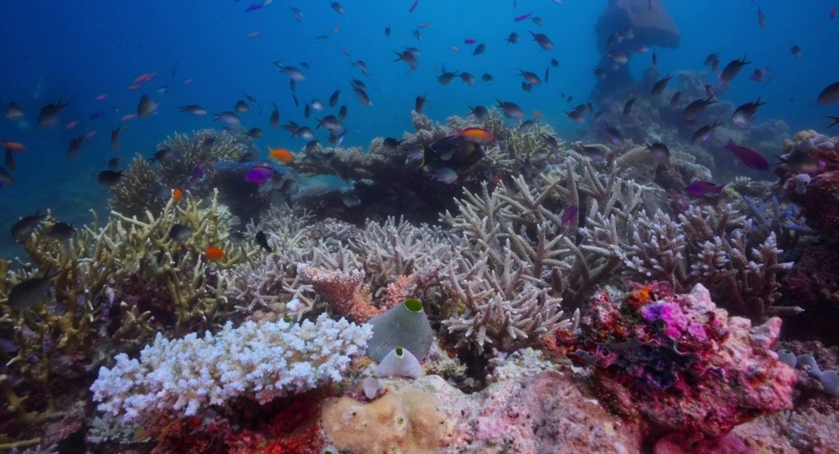 5 Reef stories of hope you may have missed in 2024 - Great Barrier Reef Foundation