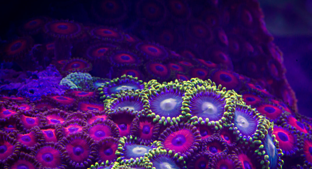 Do heat resistant corals exist? - Great Barrier Reef Foundation